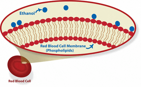 PEth Screening: Essential Tool for Prenatal Alcohol Exposure ...